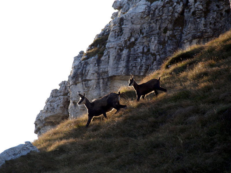 Camosci Valle Brembana - Alpi e Prealpi Orobie - Pagina 2 - Valle Brembana